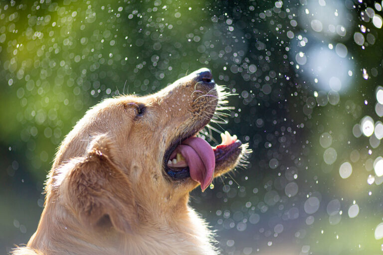 Animal en U : Liste Complète des Animaux Commencant par U - DogSpirit