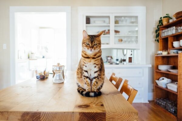 Animal en U : Liste Complète des Animaux Commencant par U - DogSpirit